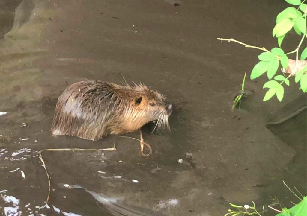 Increased stream level in Nováky has been caused by legally protected animal - SEAS